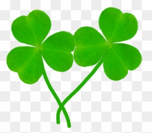 Shamrock Clip Art - Shamrock Clipart - Free Transparent PNG Clipart ...