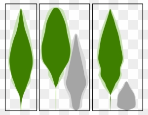 Paper Birch - Tree Paper Png - Free Transparent PNG Clipart Images Download