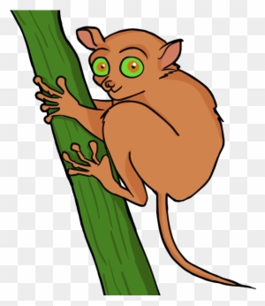 Pictures - Tarsier Clipart - Free Transparent PNG Clipart Images Download