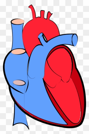 Free Human Heart Clip Art - Clip Art - Free Transparent PNG Clipart ...