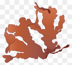 Cryptopleura Ramosa - Macroalgae - Vector Illustration/drawing ...