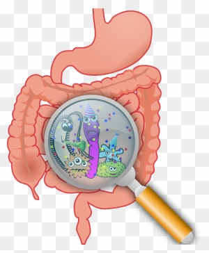 Stomach-bacteria - Bacteria Intestinal - Free Transparent PNG Clipart ...