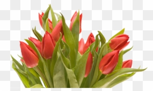 Png Lale, Png Tulips, Png Lale Resimleri, Png Tulips - Tulips .png ...