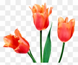 Png Lale, Png Tulips, Png Lale Resimleri, Png Tulips - Tulips .png ...