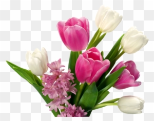 Png Lale, Png Tulips, Png Lale Resimleri, Png Tulips - Tulips .png ...