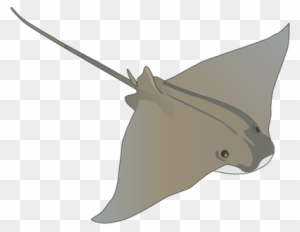 Drawing - Dead Fish Drawing - Free Transparent PNG Clipart Images Download