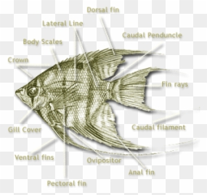 Angelfish Clipart Fish Fin - Angelfish Anatomy - Free Transparent PNG ...