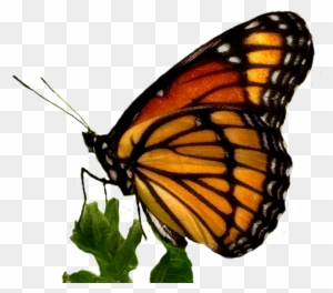 Giant Swallowtail, Viceroy Monarch Butterfly - Poem To A Butterfly By ...