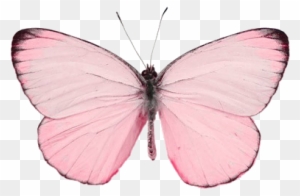 Butterfly Tumblr Transparent - Transparent Background Butterfly Gif ...