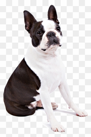 Boston Terrier Dog Breed Information - Boston Terrier Dog Png - Free ...
