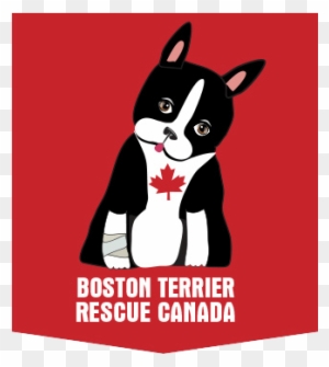 Vintage Boston Terrier Puppy - Boston Terrier Vintage Puppy Art Print ...