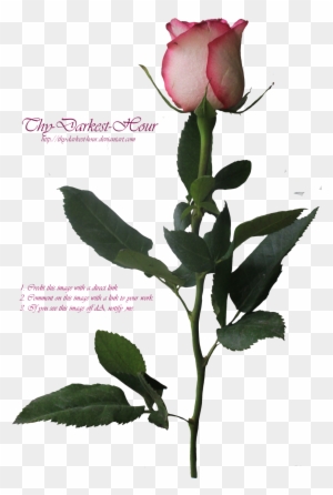 Send Bouquet Of Long Stemmed Pink Roses Delivery In - Transparent Vase ...