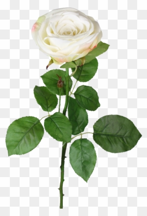 Cream Garden Rose - Rose - Free Transparent PNG Clipart Images Download