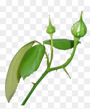 Bud Flower Clip Art - Bud Flower Clip Art - Free Transparent PNG ...