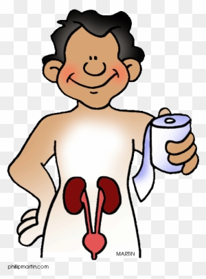 Excretory System Function For Kids