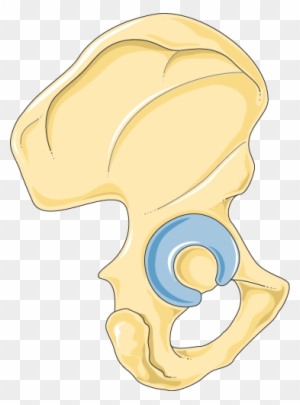 Bassin - Illustration - Free Transparent PNG Clipart Images Download
