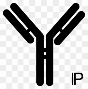 Antibody Black And White - Free Transparent PNG Clipart Images Download