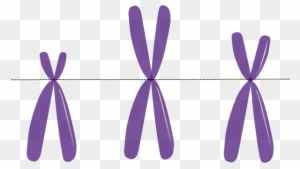 Allele Clipart