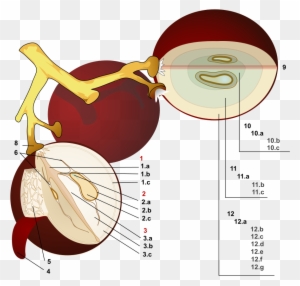 Open - Anatomy Of A Grape - Free Transparent PNG Clipart Images Download