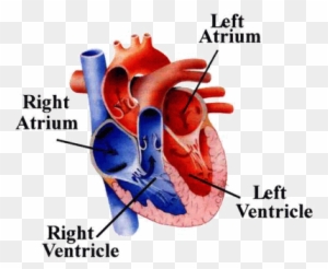 Blood Flow Through The Heart - Blood Flow Through Heart Simple - Free ...