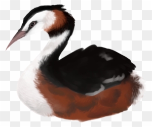Great Crested Grebe By Vomitsmucus - Great Crested Grebe - Free ...