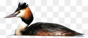 Great Crested Grebe - Water Bird - Free Transparent PNG Clipart Images ...
