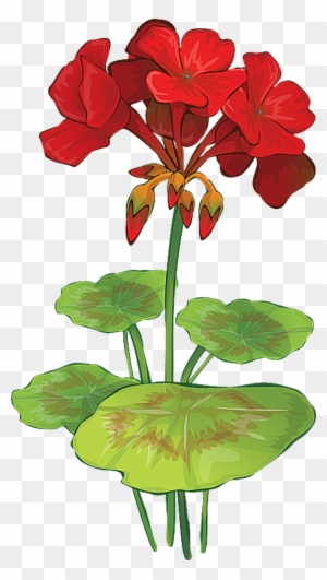 Red Geraniums Clip Art