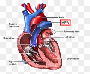 Blood Flow In The Arteries - Funny Funny Funny Rectangle Sticker - Free ...