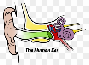 Free Clipart Human Ear