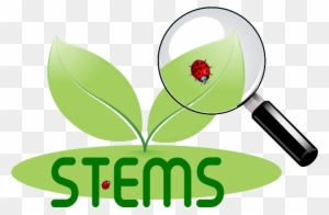 Stem Clipart - Plant Stem Clipart - Free Transparent PNG Clipart Images ...