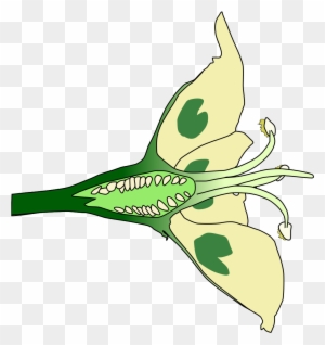 Open - Flower Cut In Half - Free Transparent PNG Clipart Images Download