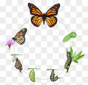 Butterfly Cycle Clipart, Transparent PNG Clipart Images Free Download ...