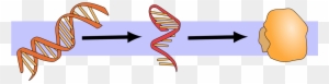Rna-seq - Free Transparent PNG Clipart Images Download