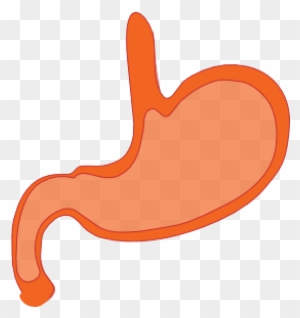 Stomach Clipart Transparent - Clip Art Stomach - Free Transparent PNG ...