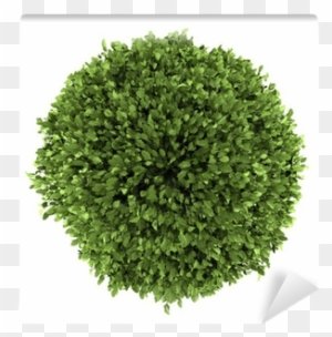 Top View Of Common Holly Bush Isolated On White Background - Bush Top ...