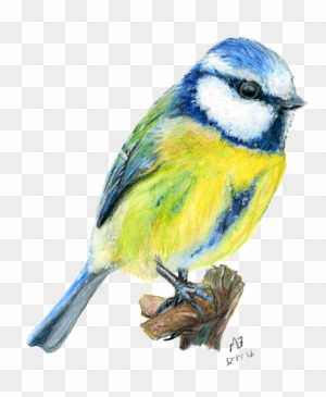 Blue Tit Garden Bird, Watercolour Pencil Drawing - Blue Tit Drawing ...