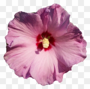 Flower And Buds Of Rose Of Sharon - Rose Of Sharon - Free Transparent ...