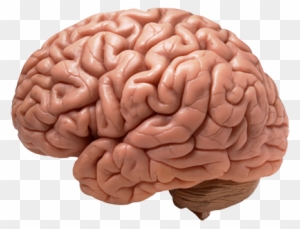 Brain's Cravings - Brain Png - Free Transparent PNG Clipart Images Download