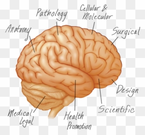 Regions Of The Brain - Free Transparent PNG Clipart Images Download