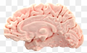 Brain (as Food) - Free Transparent PNG Clipart Images Download