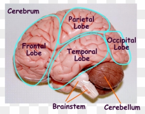 Image Result For Brain Cut In Half Labeled Model - Parts Of The Brain ...