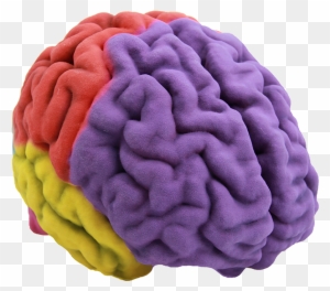 Human Brain 3d Model - Brain 3d Model Png - Full Size PNG Clipart ...