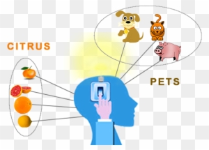 Become A Memory Wizard - Linguacioustm Parents' Favorite French Animal ...