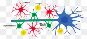 Brain Cells Called Glia May Be Center Stage When It - Neurons And Glial ...