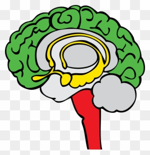 The Three Basic Regions Of The Brain - The Three Basic Regions Of The ...