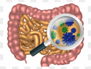 Gut Microbiome Gut Bacteria - Free Transparent PNG Clipart Images Download