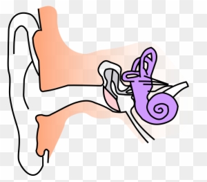Ear Anatomy Notext Small - Sound Notes Class 8 - Free Transparent PNG ...