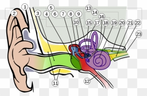 Ear Clipart Transparent - Hearing Clipart - Full Size PNG Clipart ...