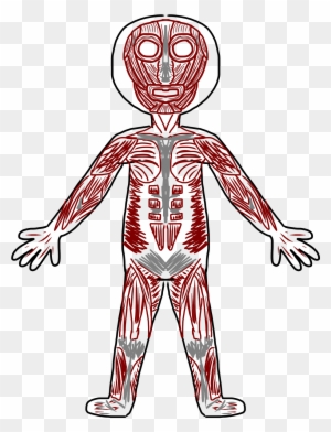 Human Body Systems Clipart Black And White