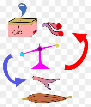 Clipart - - Physiology Clipart - Free Transparent PNG Clipart Images ...